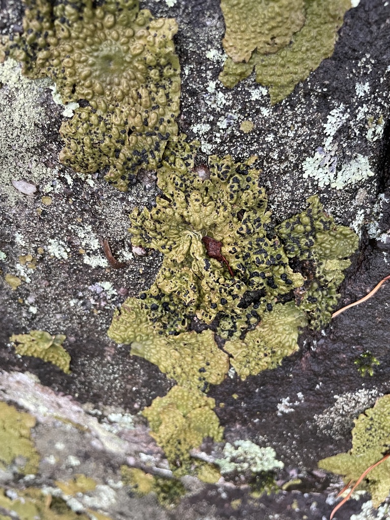 Common Toadskin Lichen in December 2023 by Veronique Tessier · iNaturalist