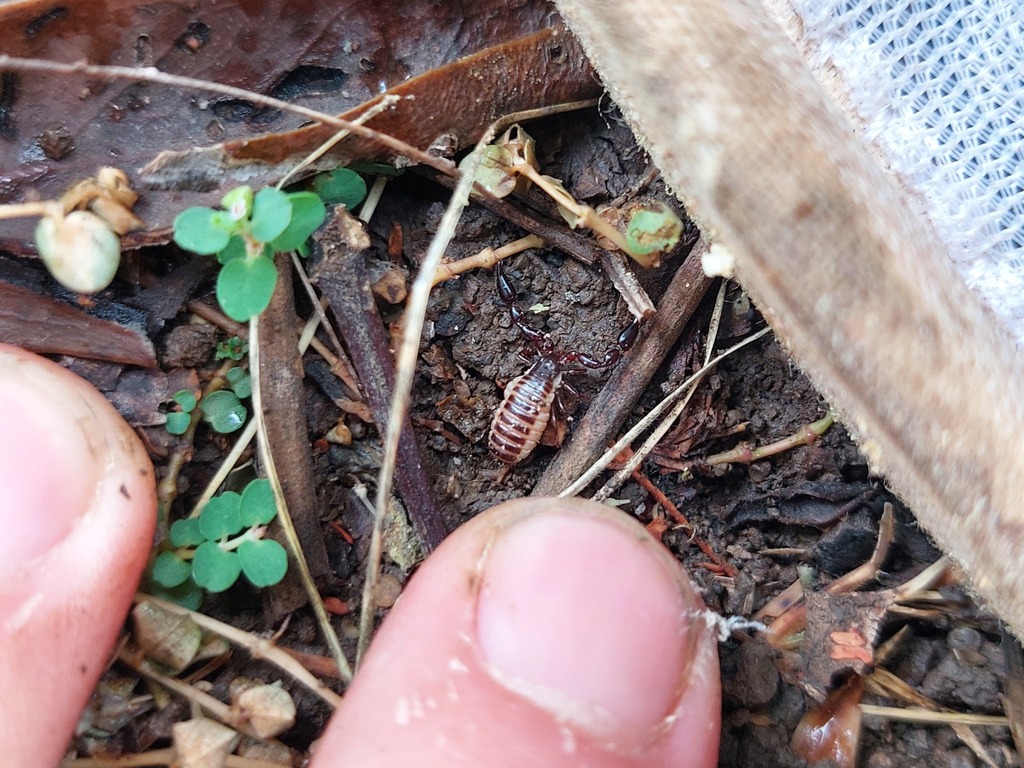 Titanatemnus natalensis from Ndumo, Shokwe Pan, uMkhanyakude District ...