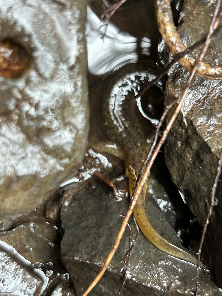 Cascade Torrent Salamander in December 2023 by Clara Oliverson ...