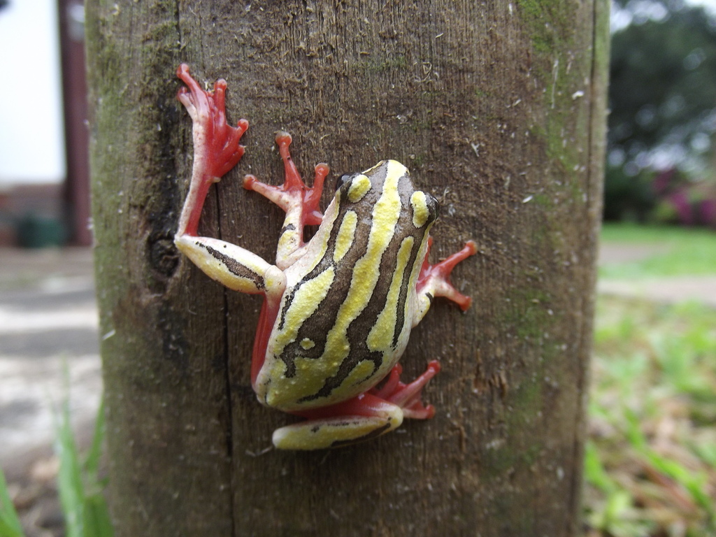Painted Reed Frog from iLembe District Municipality, South Africa on ...