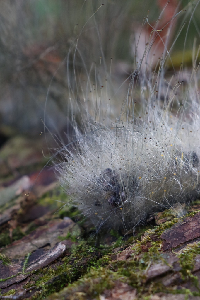 Phycomyces in December 2023 by lillybyrd · iNaturalist