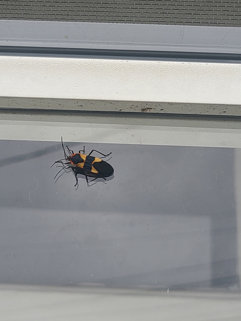 Large Milkweed Bug from KENWOOD AVE & LILLIAN HOLT DR nb, Rosedale, MD ...