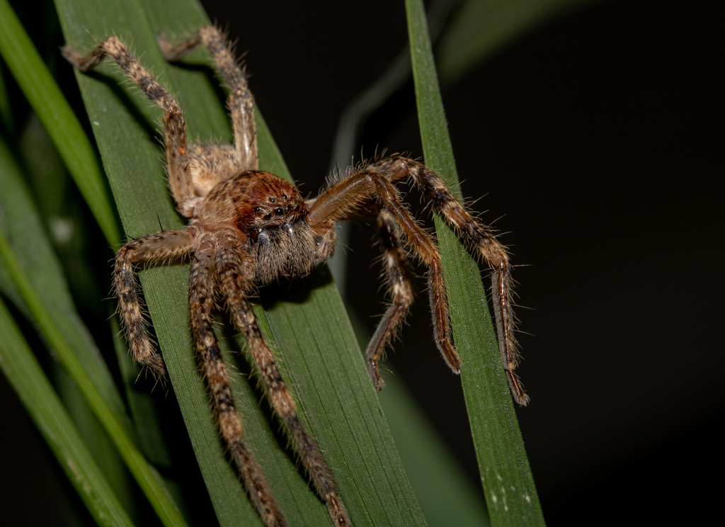 Badge Huntsman Spiders from Douglas QLD 4814, Australia on December 27 ...