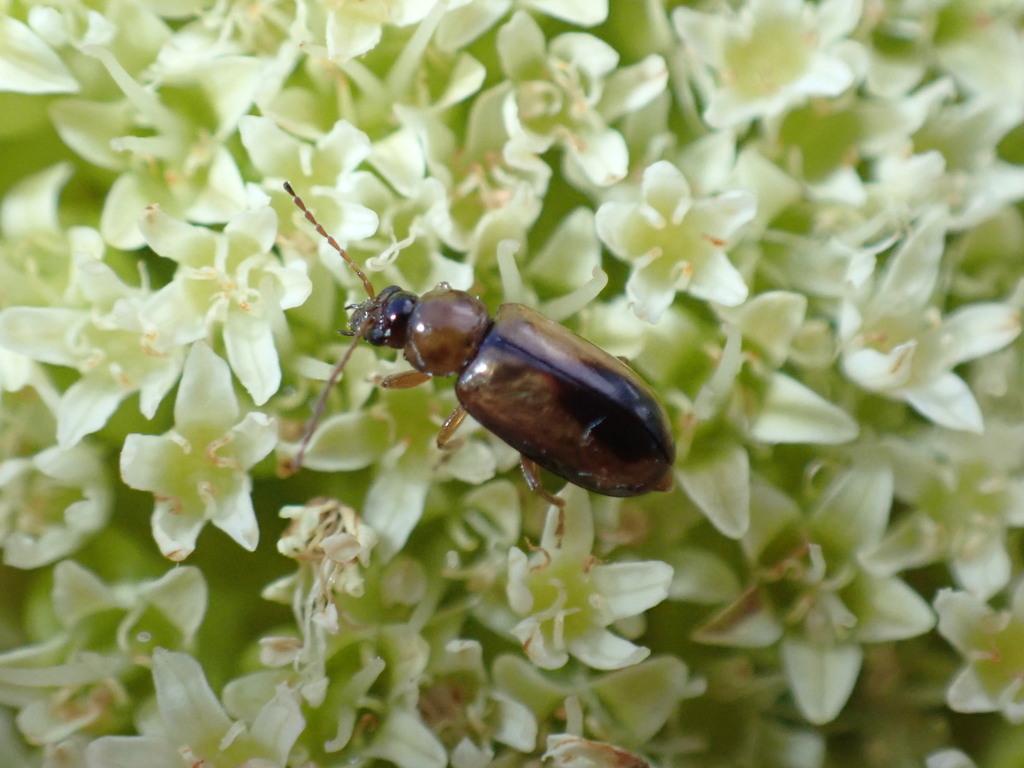 Leaf Beetles from Silver Mine (Nature Reserve), Cape Town, South Africa ...