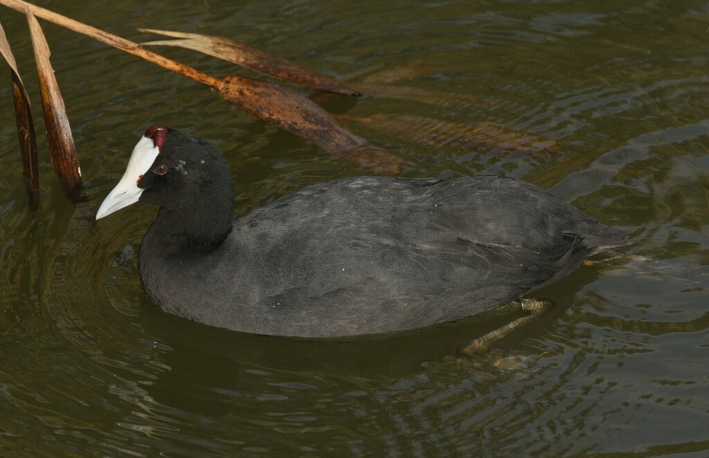 Red-knobbed Coot in December 2023 by shdeepinfocus · iNaturalist
