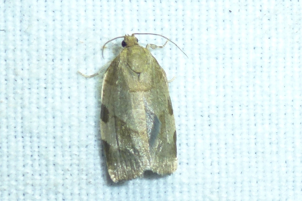 Great Tortrix from LSG Massenei, Großharthau, Deutschland on June 10 ...
