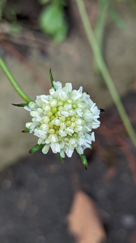 Cream Scabious from 1234, Newington, VA 22153, USA on December 28, 2023 ...
