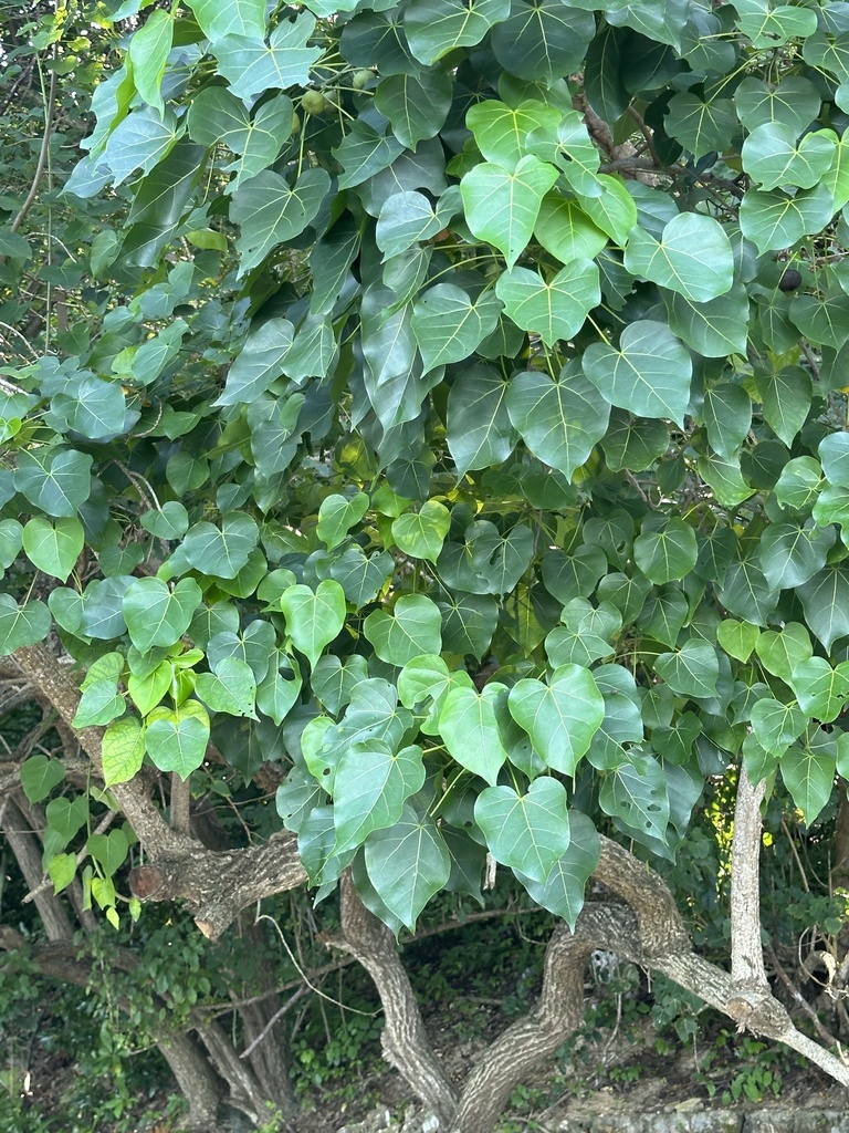 Portia tree from Dunn's River Falls & Park, Saint Ann, Middlesex County ...