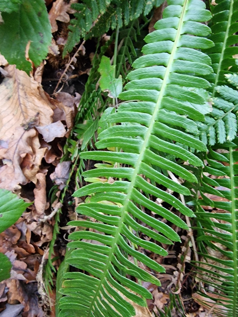 deer fern from Saint Leonards-on-sea TN38, UK on December 28, 2023 at ...