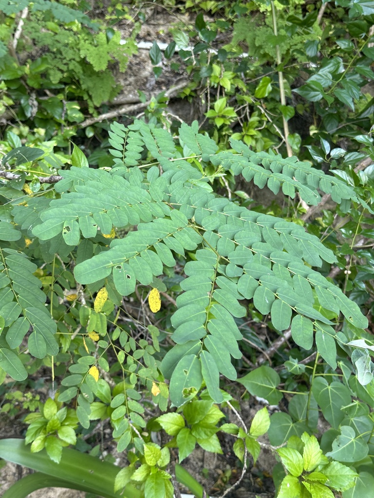 Saga Tree from Jamaica, Saint Ann, Middlesex County, JM on December 27 ...