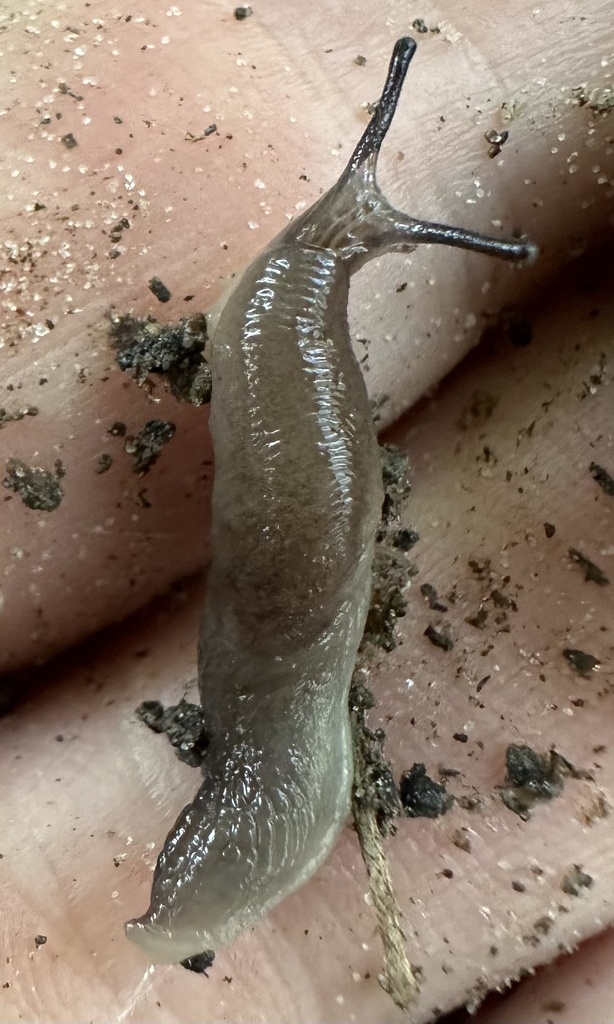 Meadow Slug from North West, BW on December 28, 2023 at 05:59 PM by ...