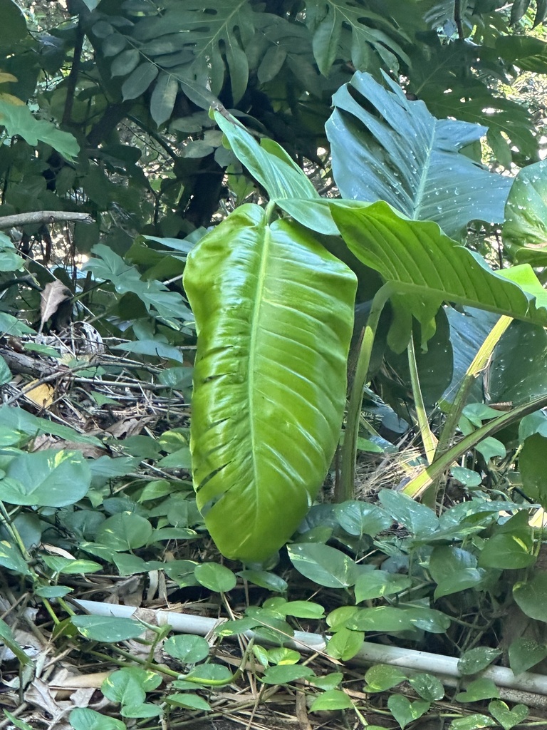 Golden Pothos from Saint Ann, JM on December 27, 2023 at 12:10 PM by ...