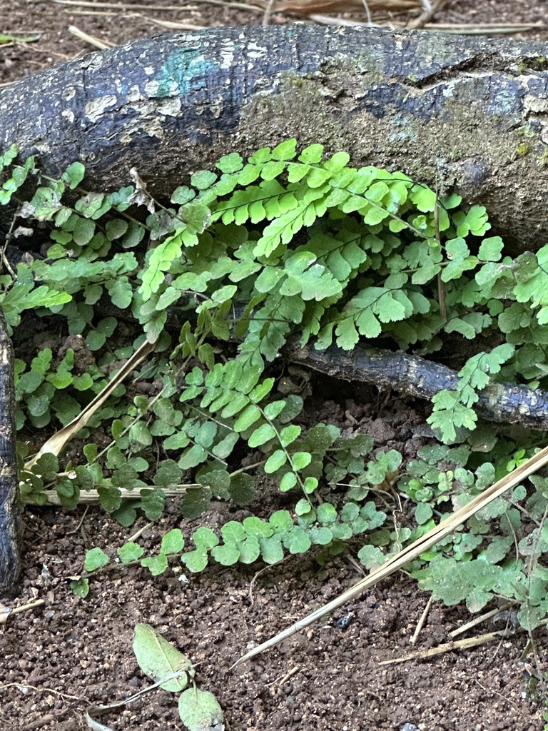 Fragrant maidenhair fern from Saint Ann, JM on December 27, 2023 at 12: ...