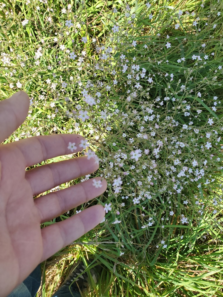 Glandular Baby's-breath from Whitelaw Park Quarry section on September ...