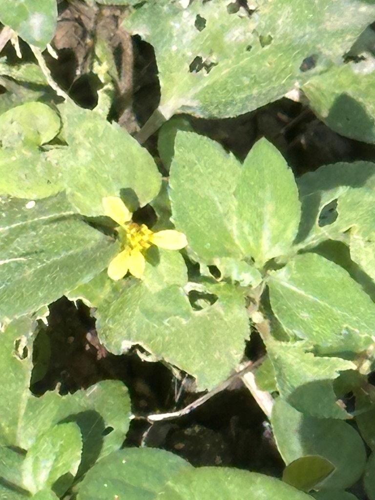 straggler daisy from Jamaica, Saint Ann, Middlesex County, JM on ...