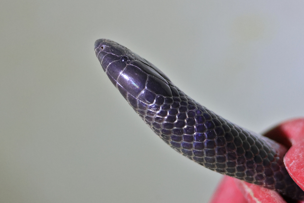 Common Purple-glossed Snake from Mwomboshi, Zambia on December 11, 2023 ...