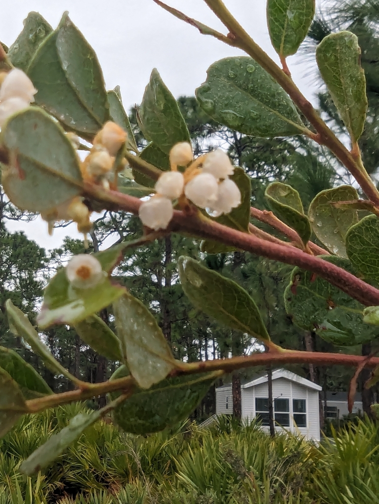 coastal plain staggerbush from Jupiter, FL 33458, USA on December 28 ...