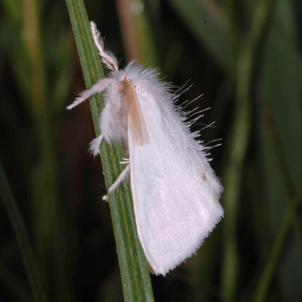 Swan Moth from Hungary on June 13, 2011 at 09:49 PM by Gábor Keresztes ...