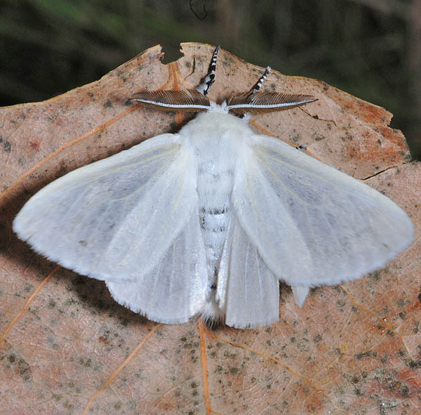 White Satin Moth from Hungary on June 16, 2009 at 11:36 PM by Gábor ...