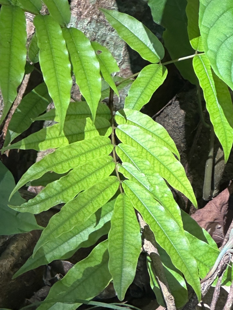 incised halberd fern from Jamaica, Saint Ann, Middlesex County, JM on ...
