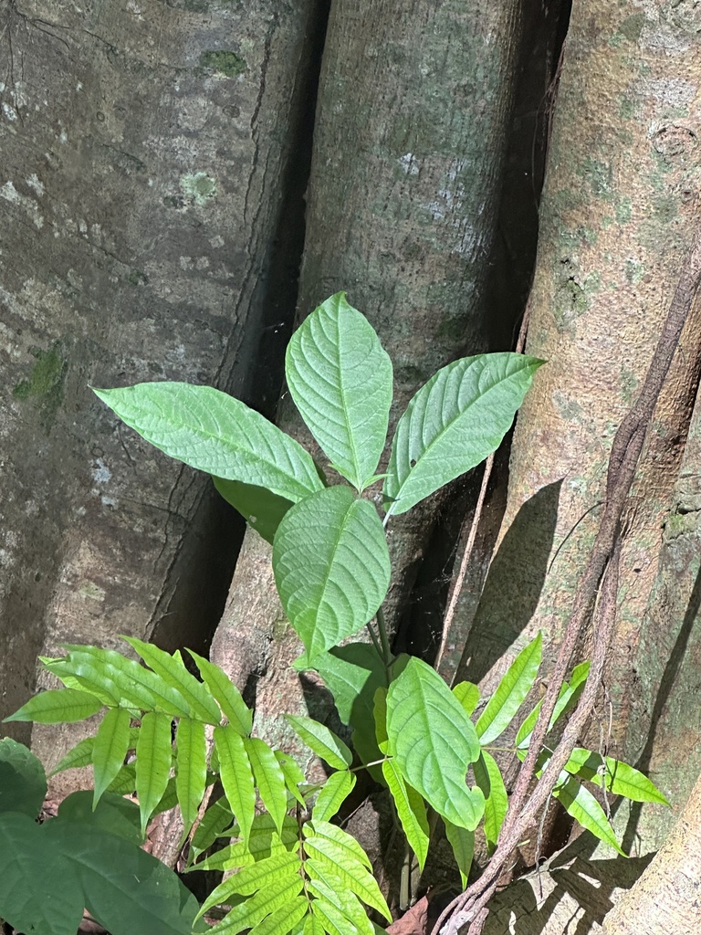 Hedyosmum arborescens from Saint Ann, JM on December 27, 2023 at 11:59 ...