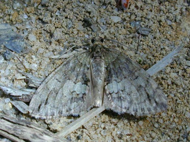 Transfigured Hydriomena Moth from Eastport, NY, USA on May 18, 2003 at ...