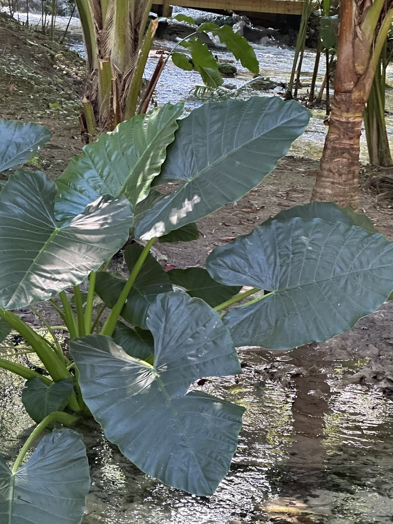 giant taro from Jamaica, Saint Ann, Middlesex County, JM on December 27 ...