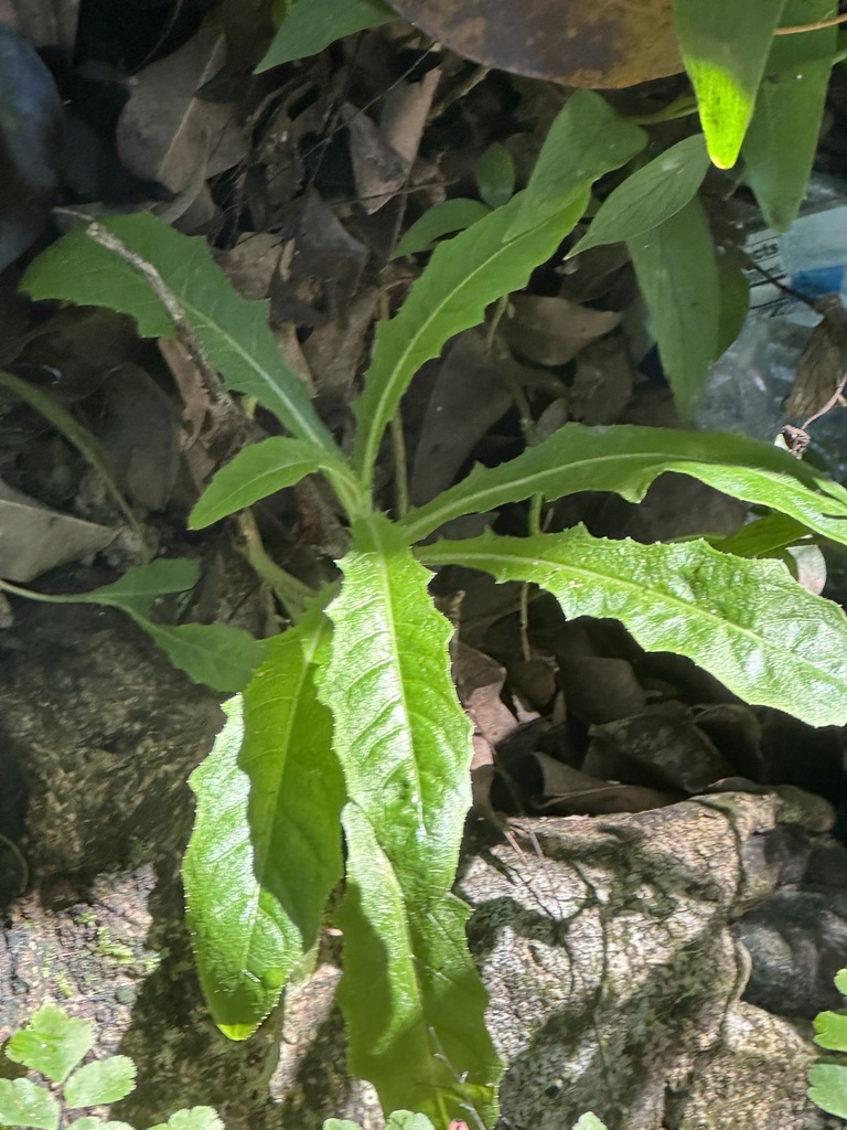 Star of Bethlehem from Jamaica, Saint Ann, Middlesex County, JM on ...