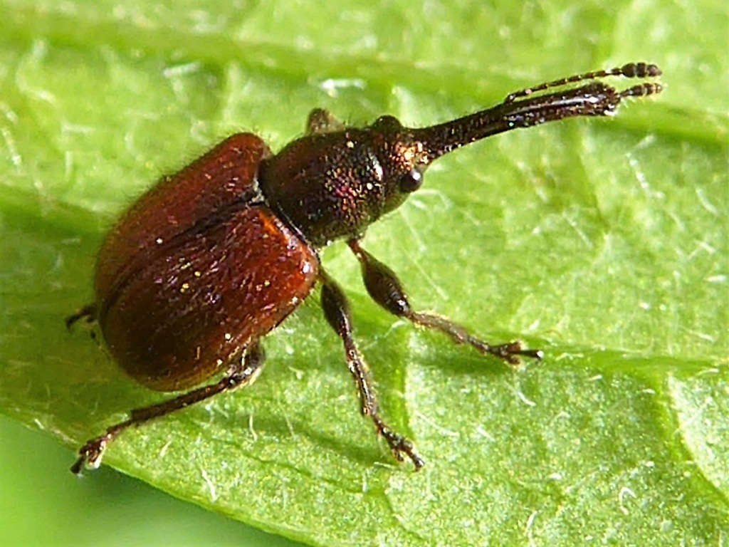 Apple Fruit Weevil from Freising, Deutschland on May 17, 2023 at 05:44 ...