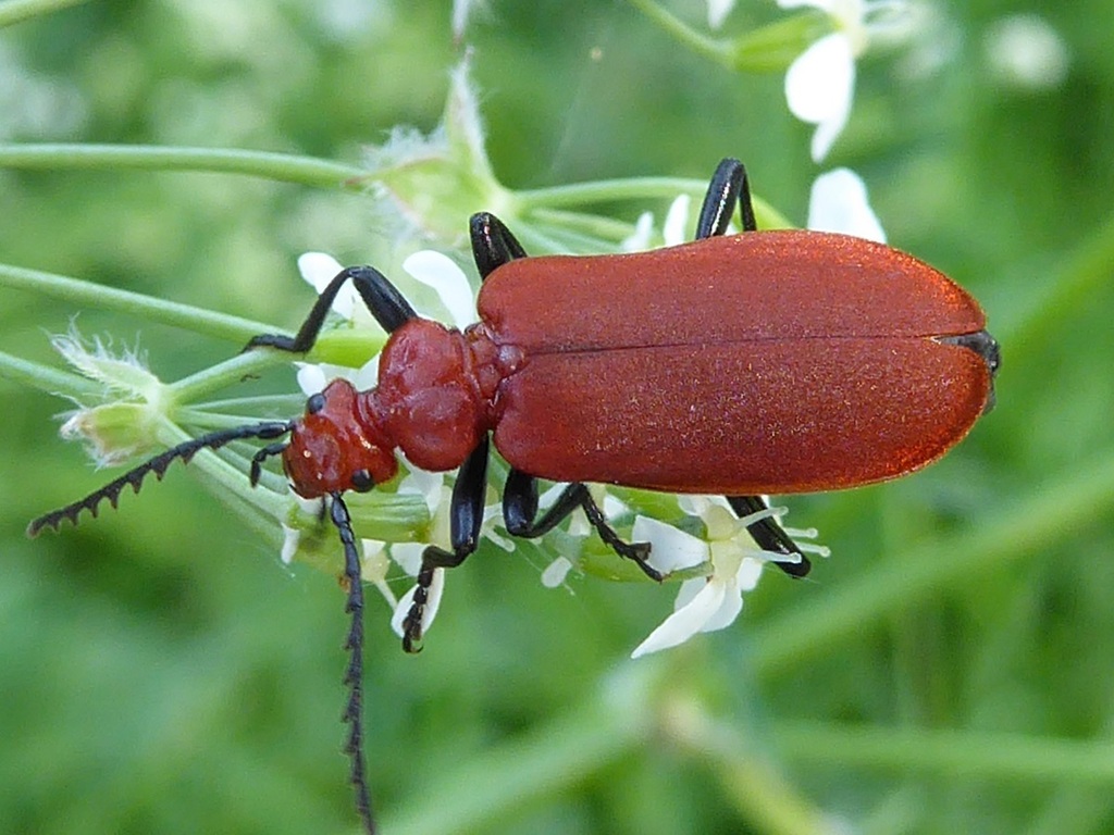 Common Cardinal Beetle from Freising, Deutschland on May 9, 2023 at 06: ...