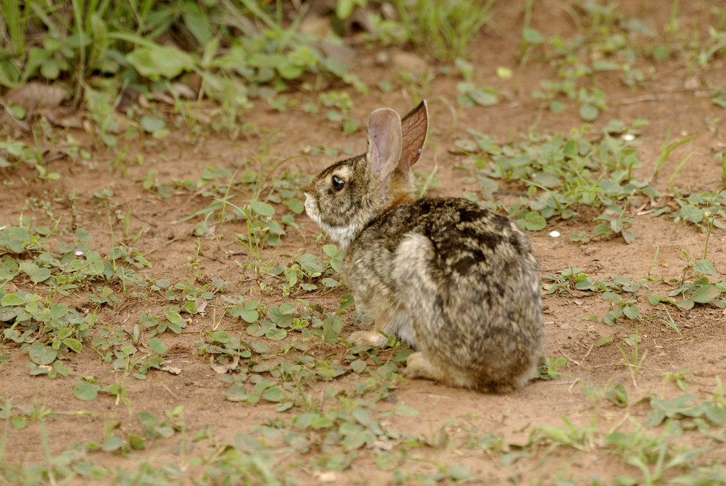 Common Tapeti from Département d'Iguazú, Province de Misiones ...