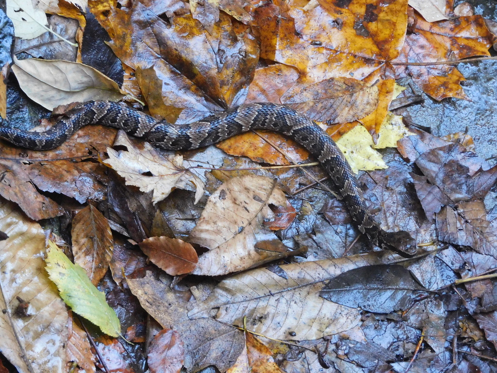 Northern Cottonmouth from Little Grand Canyon, Pomona, IL 62975, EE. UU ...
