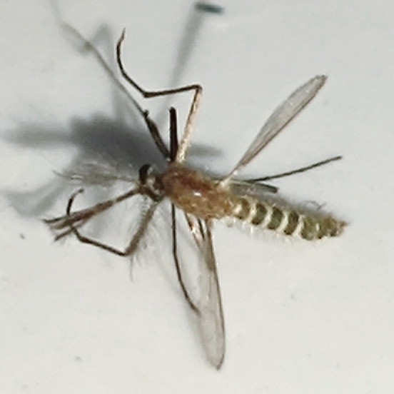 Culex in December 2023 by Sutthikhun Phaengphongsai · iNaturalist