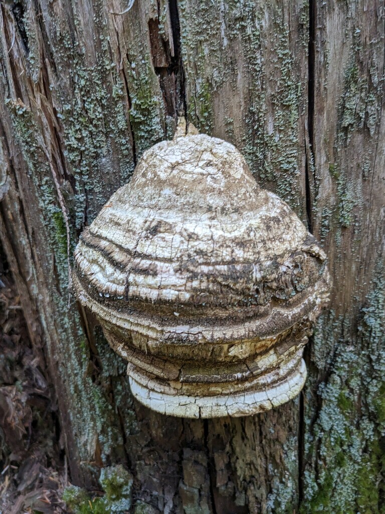 Quinine Conk in August 2023 by Fiana · iNaturalist