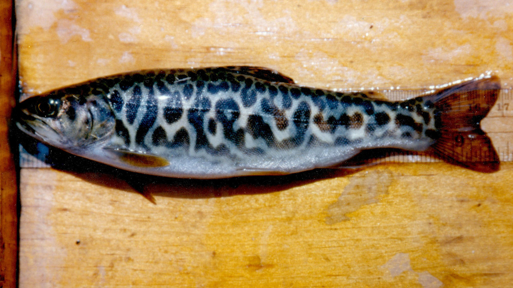 Tiger Trout from Rockland County, NY, USA on April 27, 1997 at 01:27 PM ...
