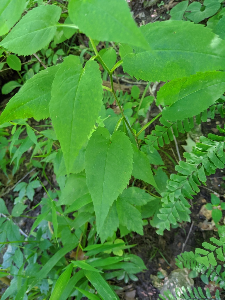 Forked Aster from Ozark National Scenic Riverways, Eminence, MO, US on ...