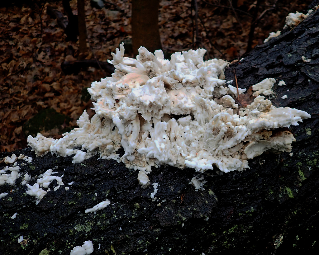 Fungi Including Lichens from Salem, NH 03079, USA on December 28, 2023 ...