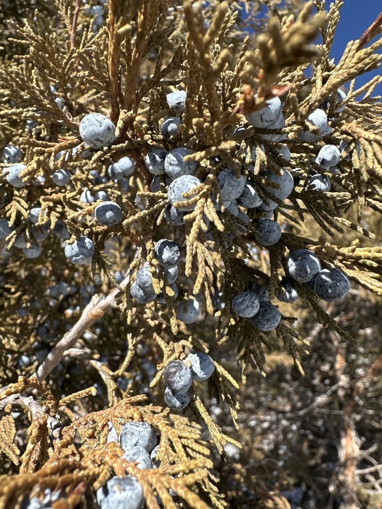 Rocky Mountain Juniper from Rocky Mountain National Park, Estes Park ...