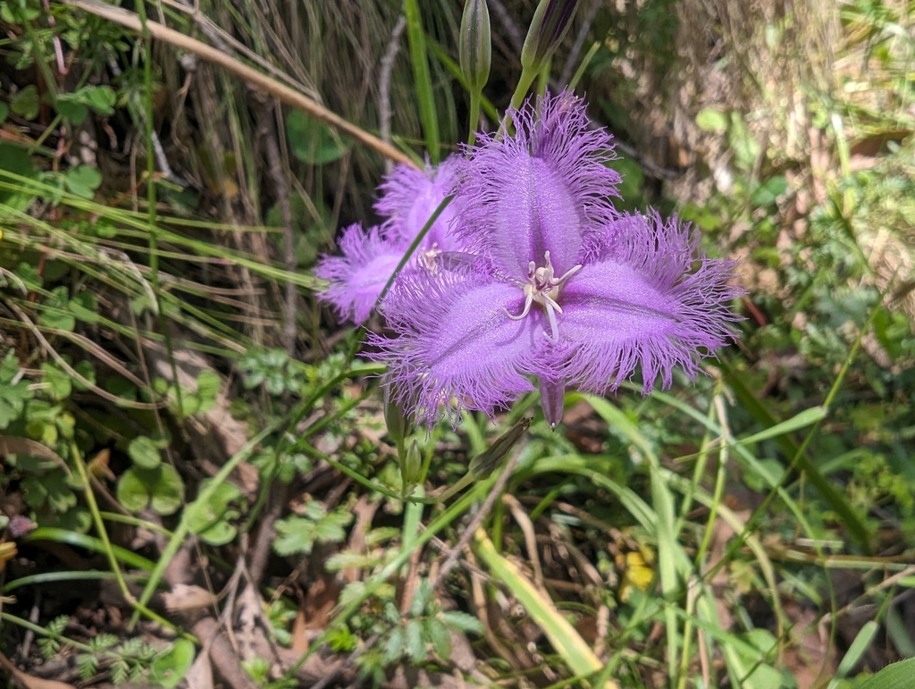 Common Fringe-lily from Dandenong Ranges, Yarra Ranges - Dandenongs, AU ...
