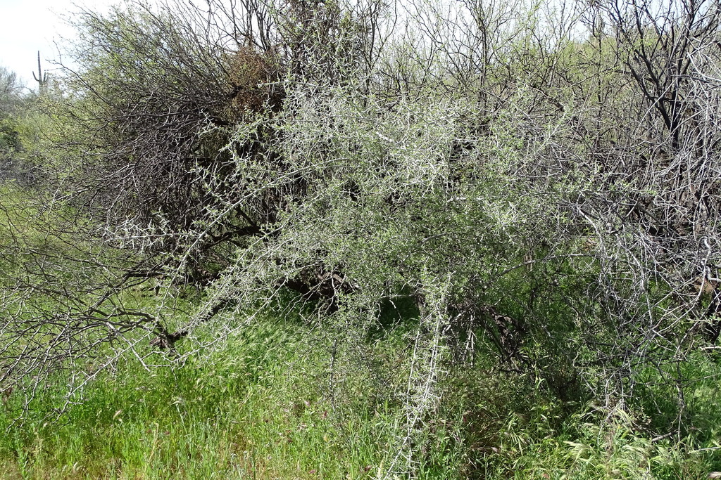 lotebush from Yavapai County, AZ, USA on April 05, 2019 at 10:41 AM by ...
