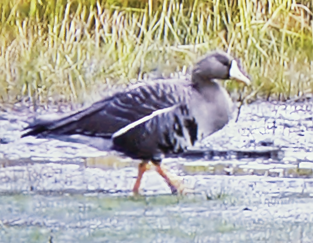 Greater White-fronted Goose from Mason County, WV, USA on December 28 ...