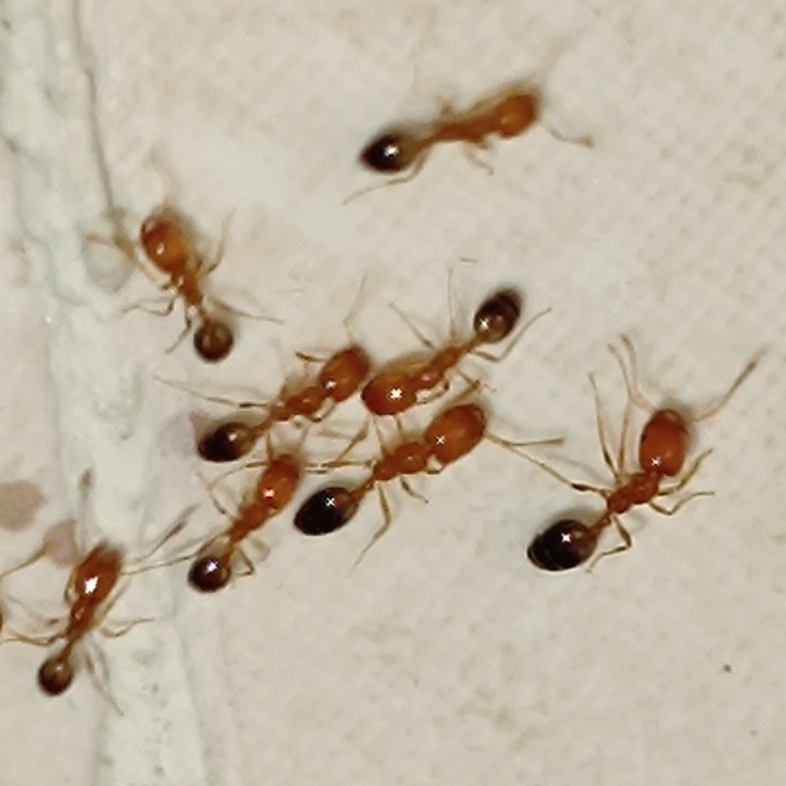 Destroyer Ant in December 2023 by Sutthikhun Phaengphongsai · iNaturalist