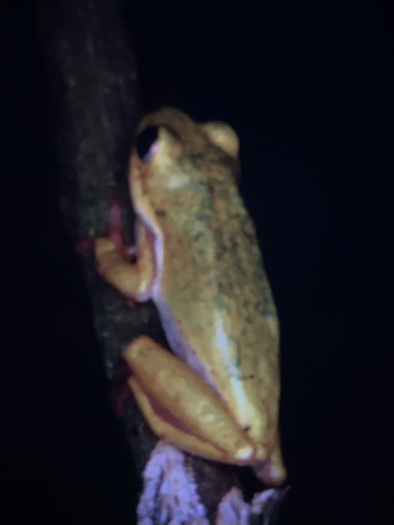 Common Reed Frog from Rwaihamba, Burahya, Western, UG on December 28 ...
