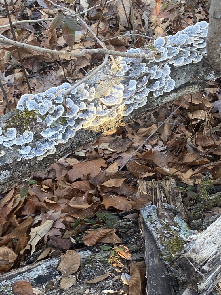 turkey-tail from Oak Ridge, NC, US on December 19, 2023 at 08:59 AM by ...