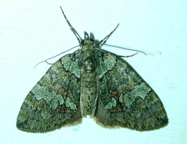 Renounced Hydriomena Moth from Bedford Audubon Society, Katonah, NY ...