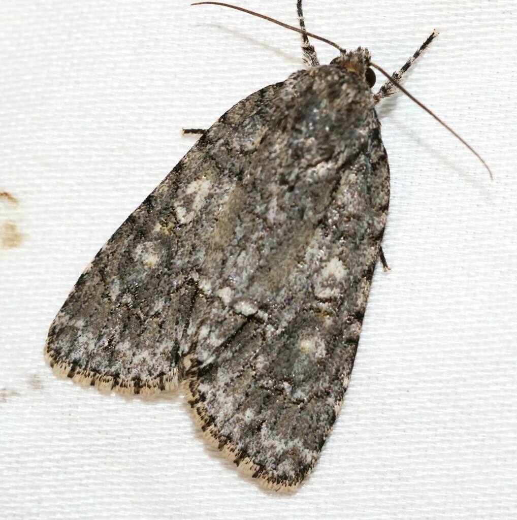 Medium Oak Dagger from Brown County, IN, USA on July 13, 2023 at 12:03 ...