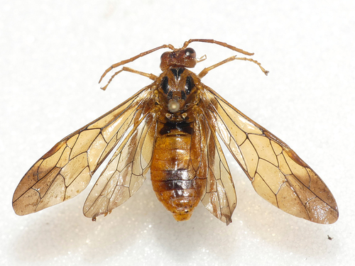 Siobla maxima · iNaturalist