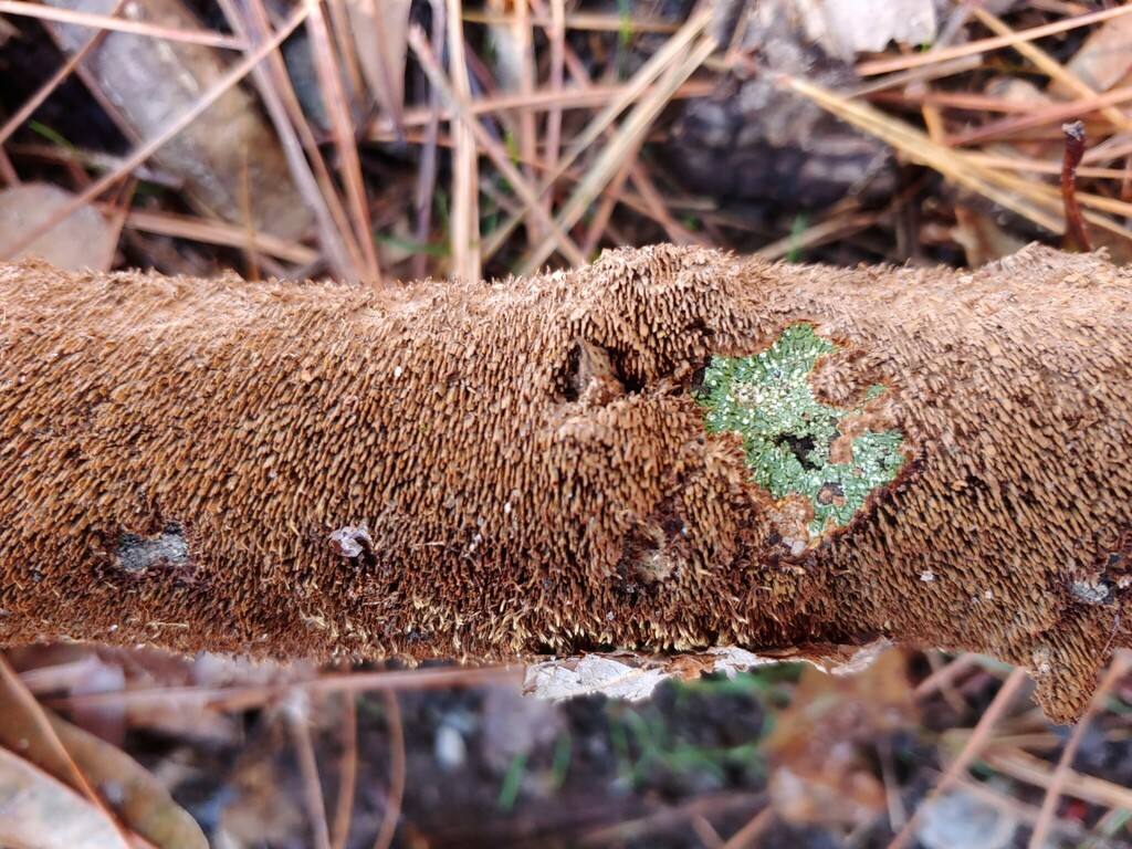 brown-toothed crust fungus from Mountain Park, GA, USA on December 28 ...