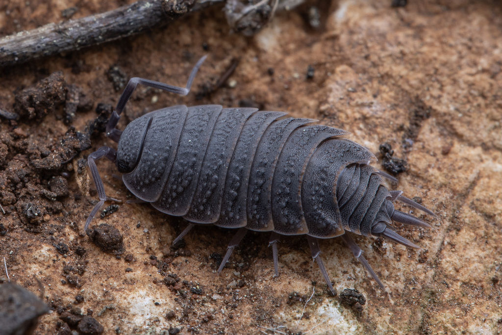 Powder Blue Isopod from Konyaaltı/Antalya, Turkija on April 16, 2023 at ...
