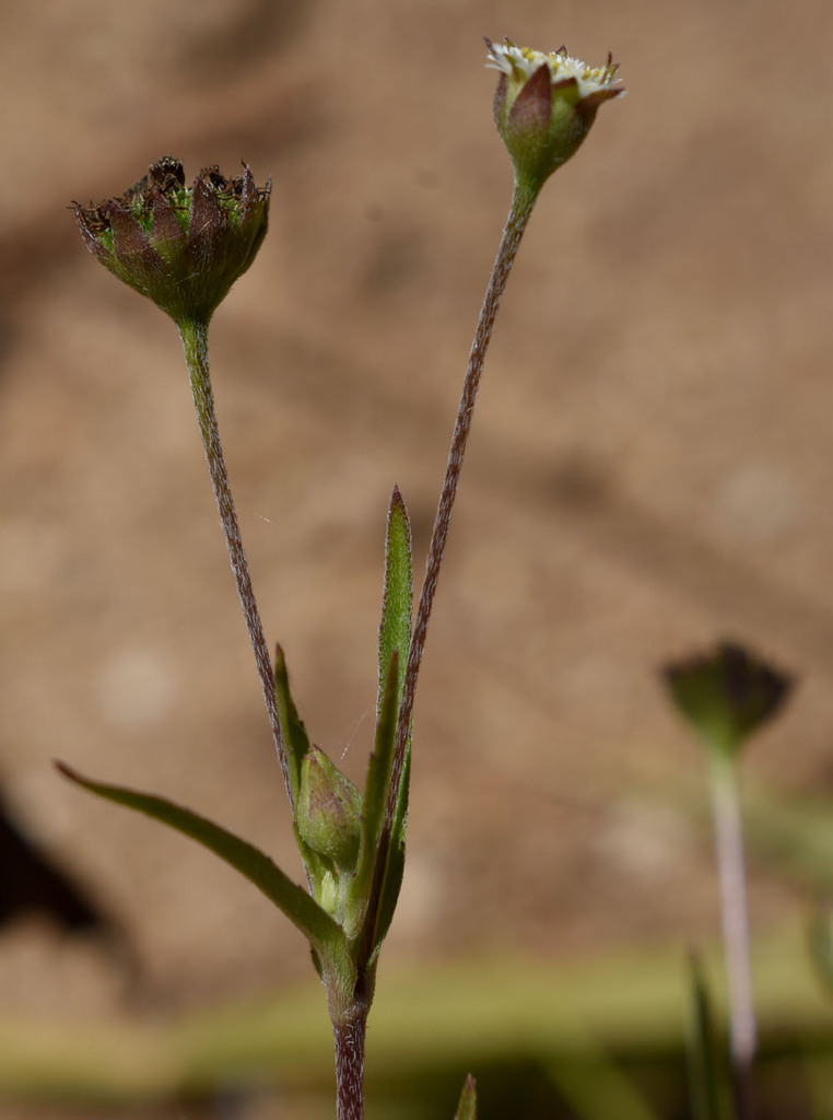 false daisy from Kuranda QLD 4881, Australia on November 16, 2023 at 11 ...